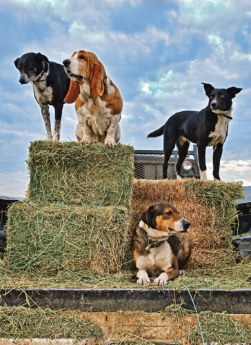 How to Pick the Perfect Farm Dog - Grit